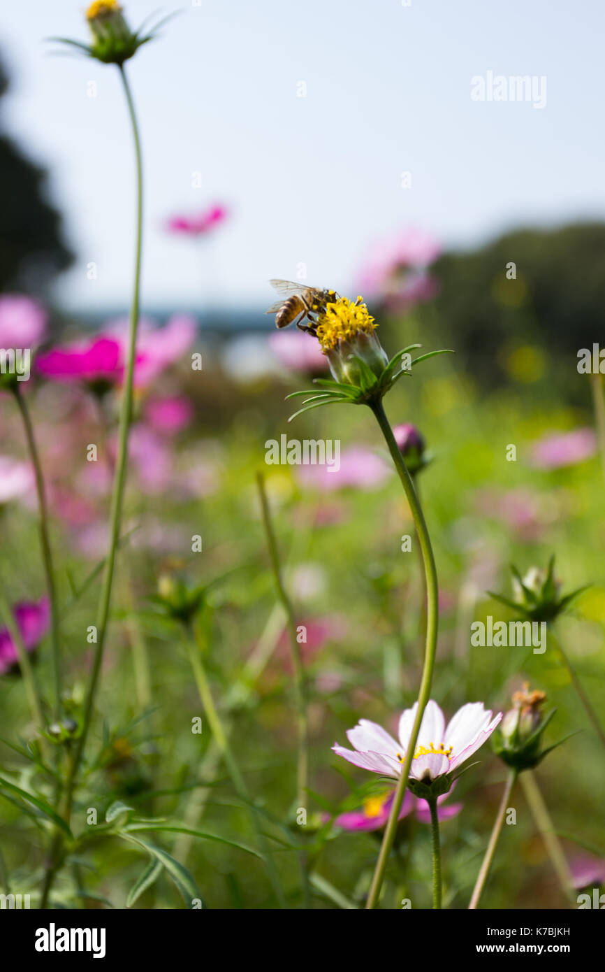 Calliopsis bee hi-res stock photography and images - Alamy