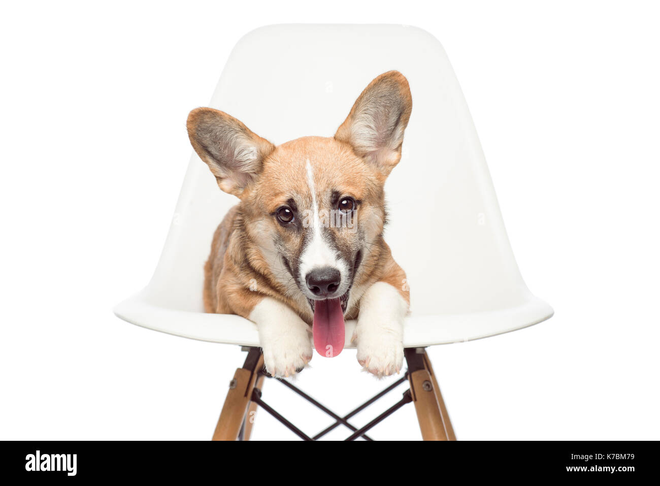 Pembroke Welsh Corgi puppy sitting on chair. looking at camera ...