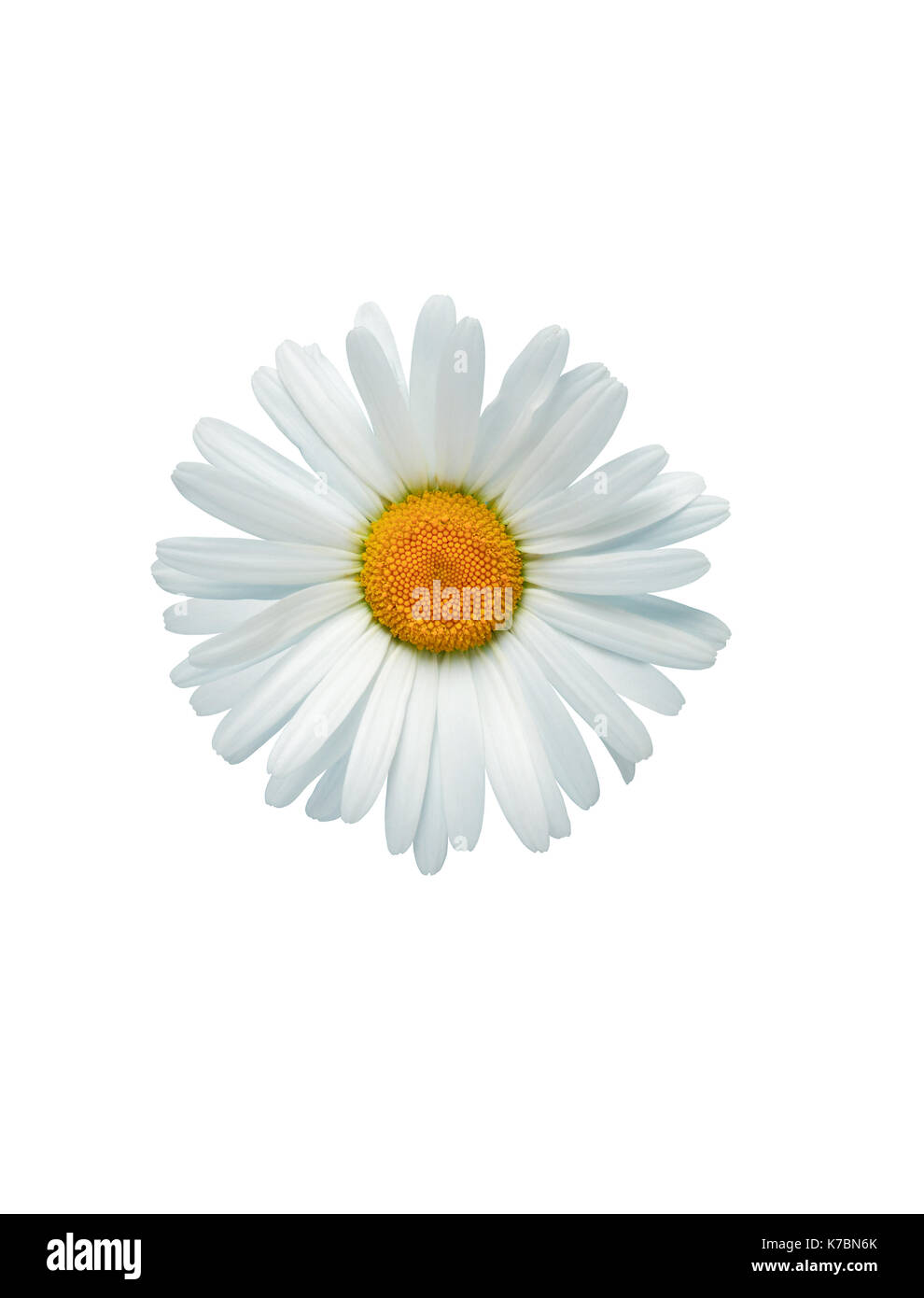 Closeup of oxeye daisy head on white background. Clipping path is ...
