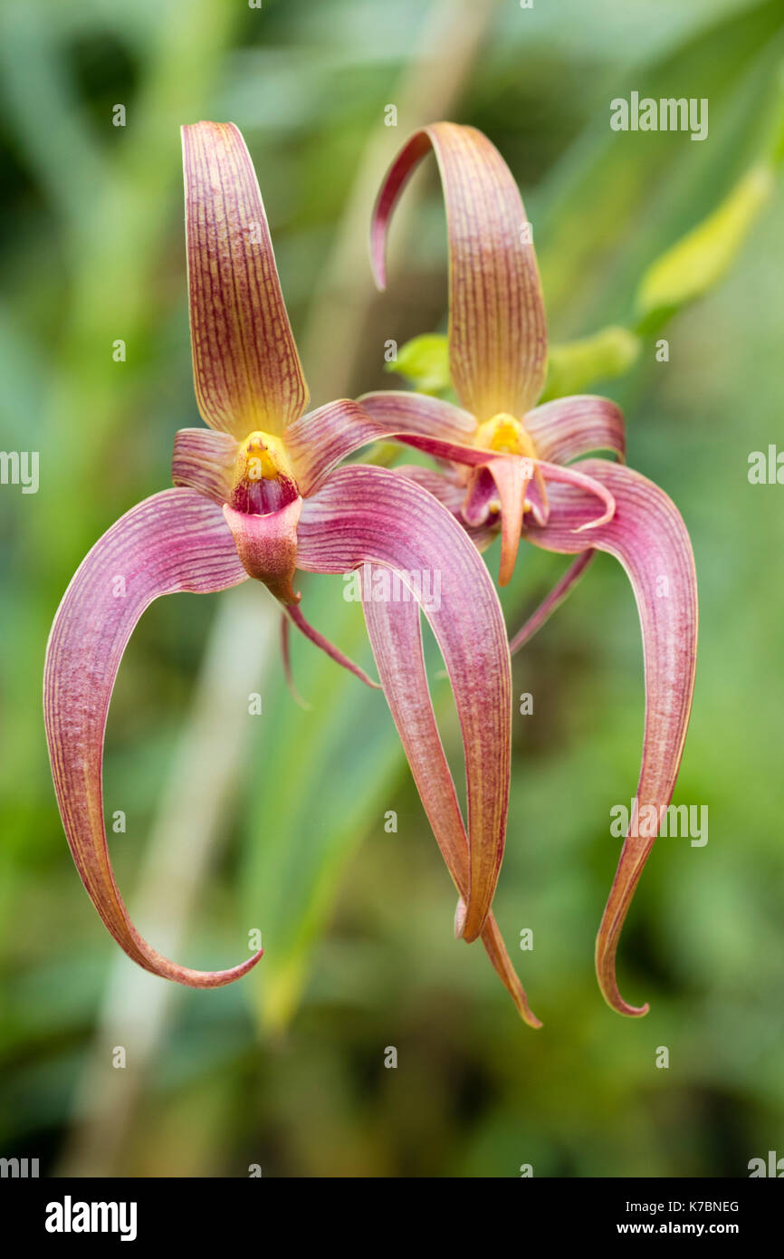 Bulbophyllum hi-res stock photography and images - Alamy