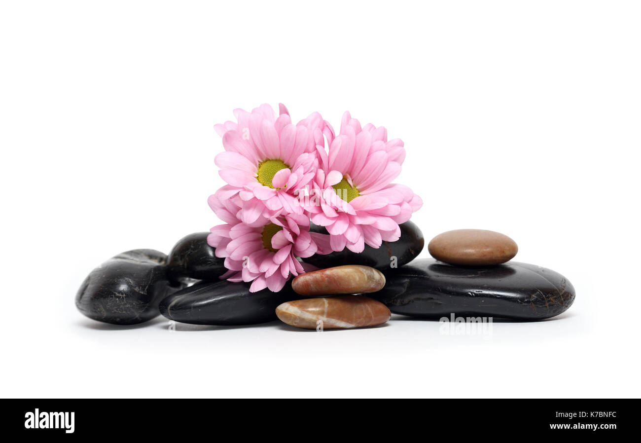 Purple gerbera daisy and few stones on white background Stock Photo - Alamy