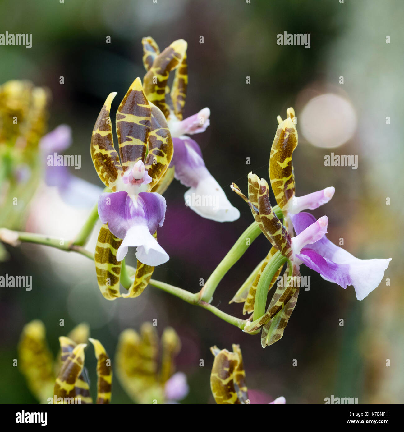 Epiphytic orchid hi-res stock photography and images - Alamy