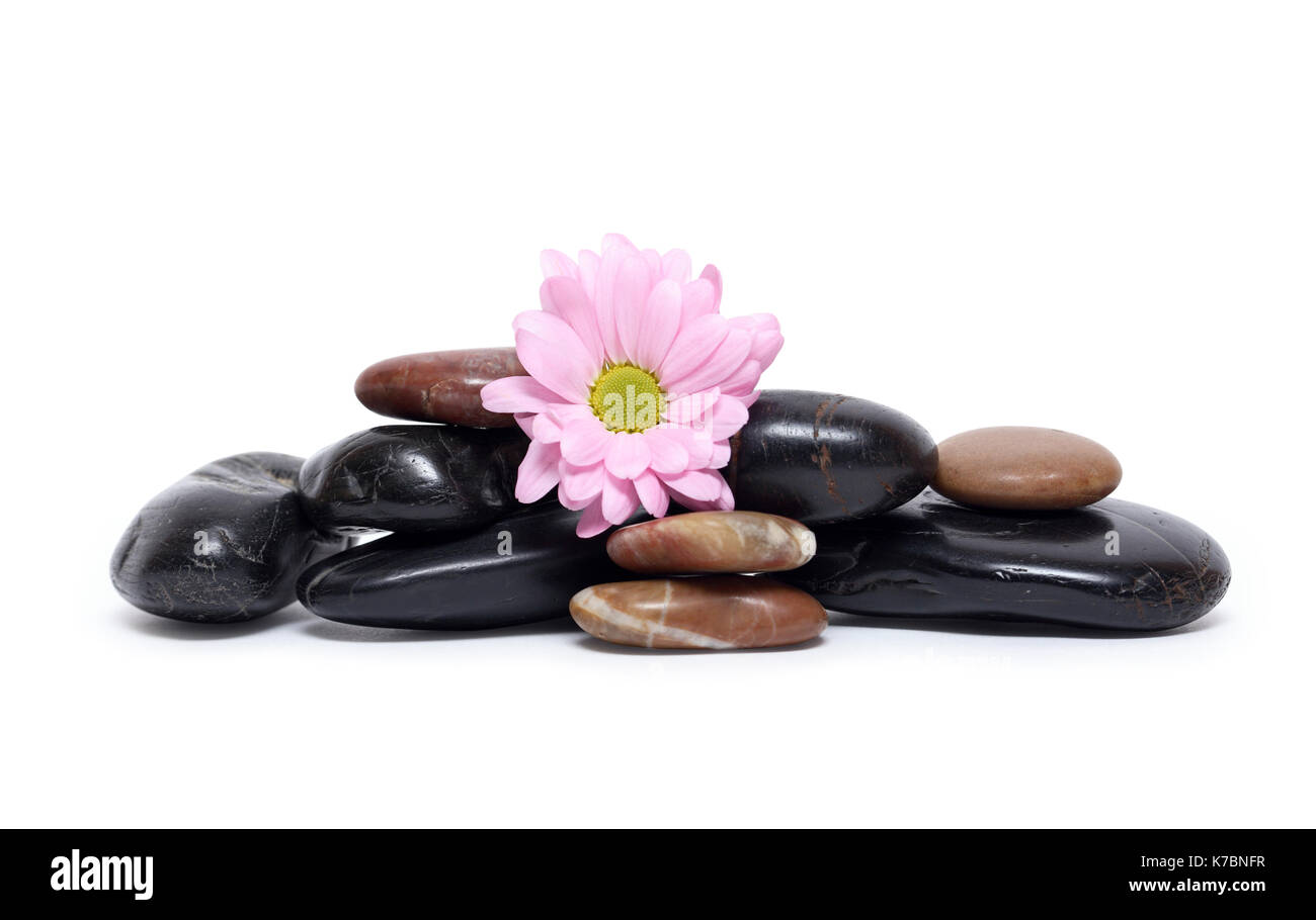 Purple gerbera daisy and few stones on white background Stock Photo - Alamy