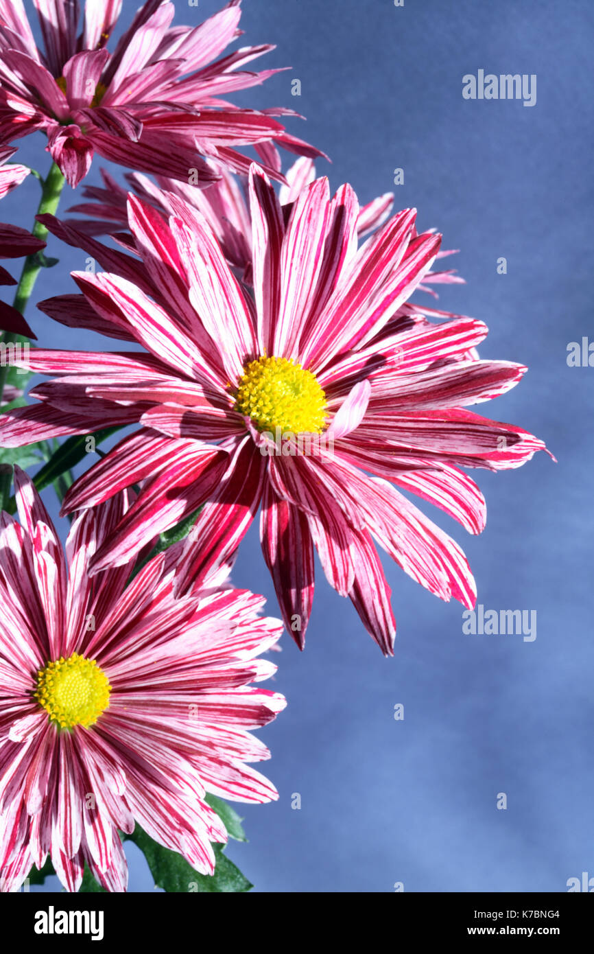 Ox eye window hi-res stock photography and images - Alamy