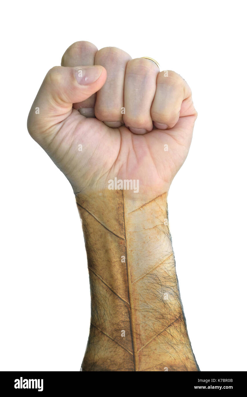 Clenched fist isolated on white background in composition with a dry ...