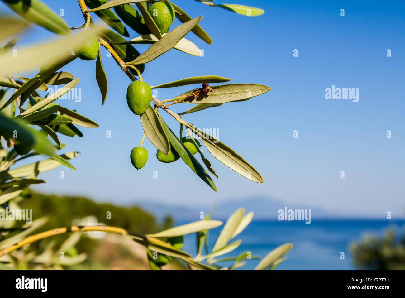 View on the canopy of green olive tree at Mediterranean sea Stock Photo ...