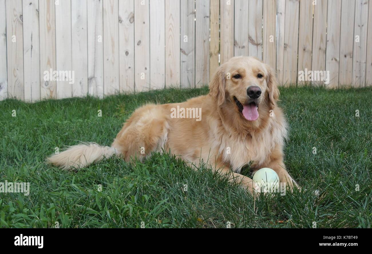 Golden Retriever with Ball Stock Photo - Alamy