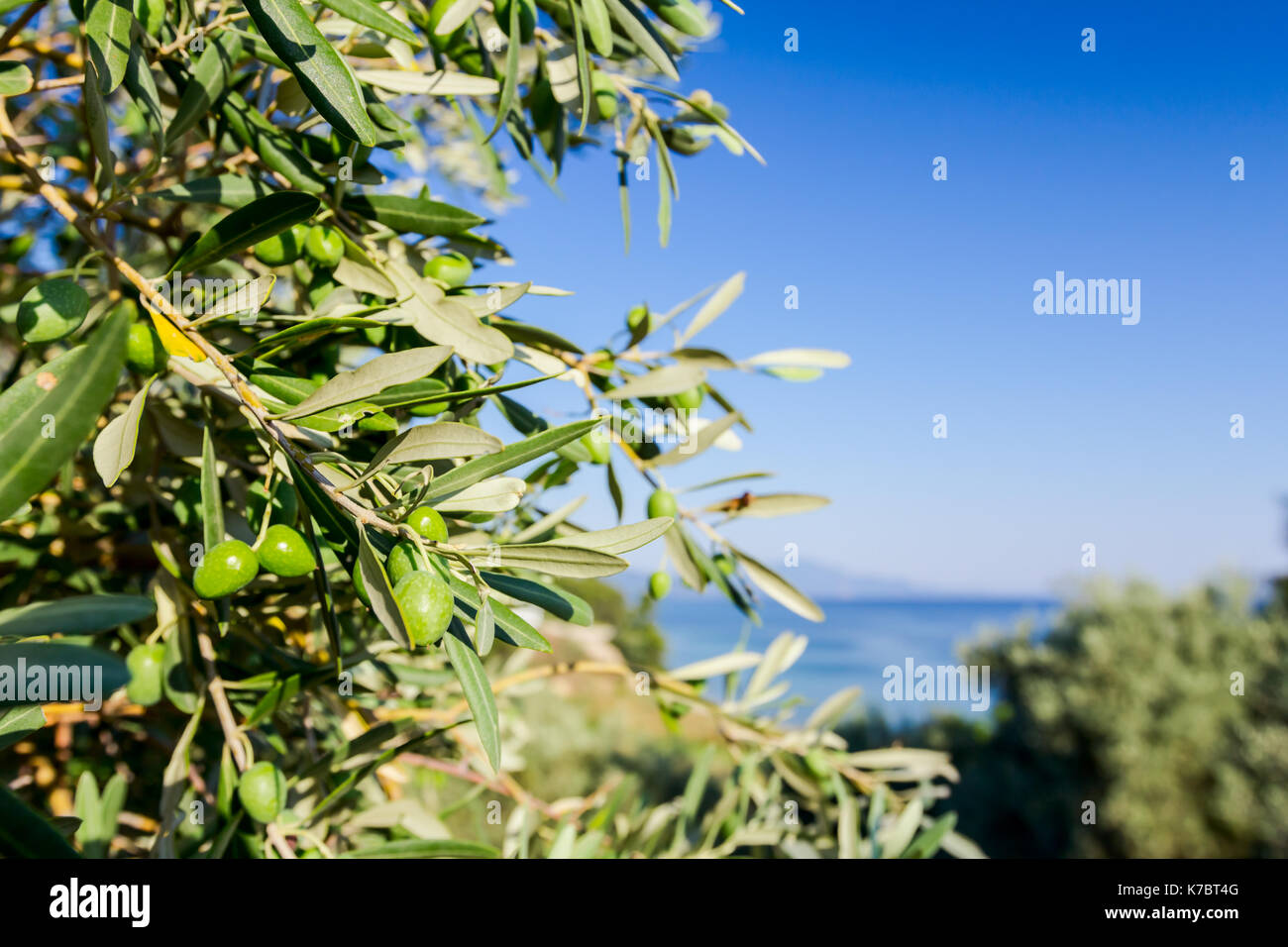 View on the canopy of green olive tree at Mediterranean sea Stock Photo ...