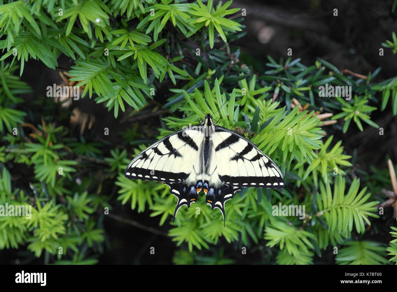 Spring triangle hi-res stock photography and images - Alamy