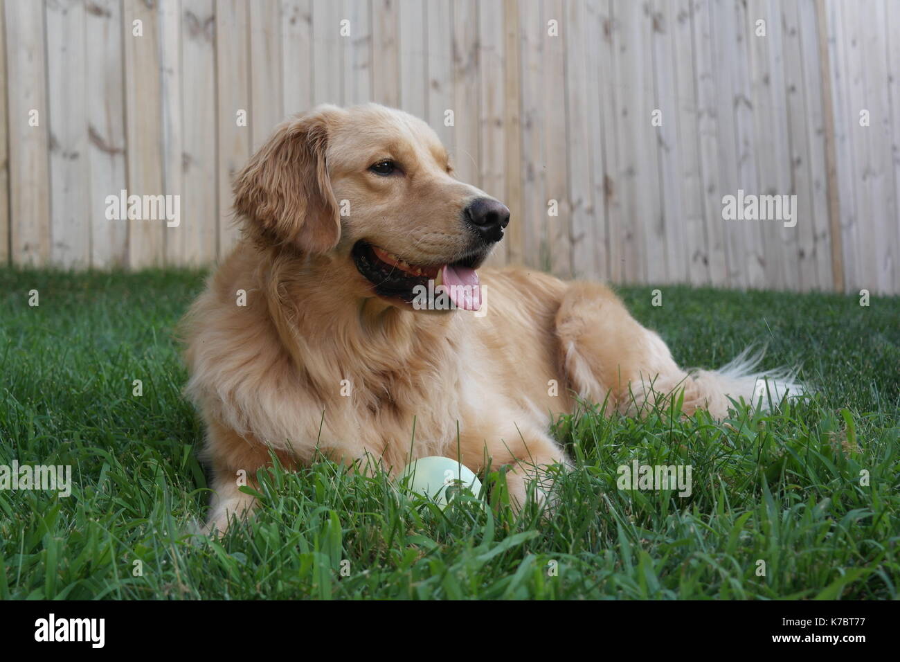 Golden Retriever with Ball Stock Photo - Alamy