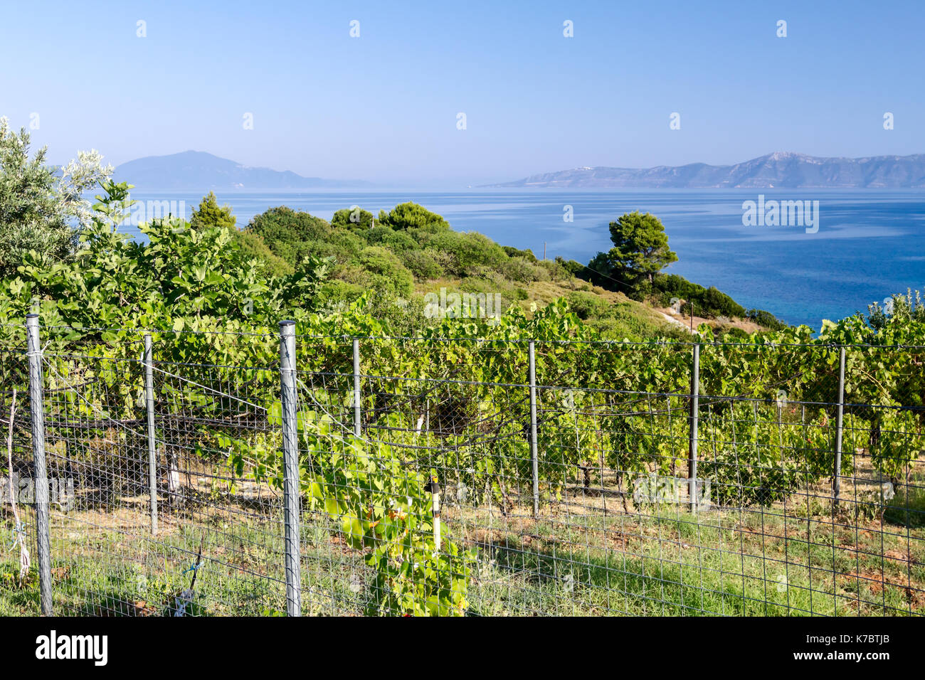 Fenced vineyard hi-res stock photography and images - Alamy