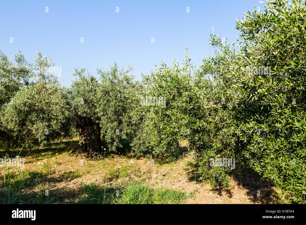 View on the canopy of green olive tree at plantation Stock Photo - Alamy