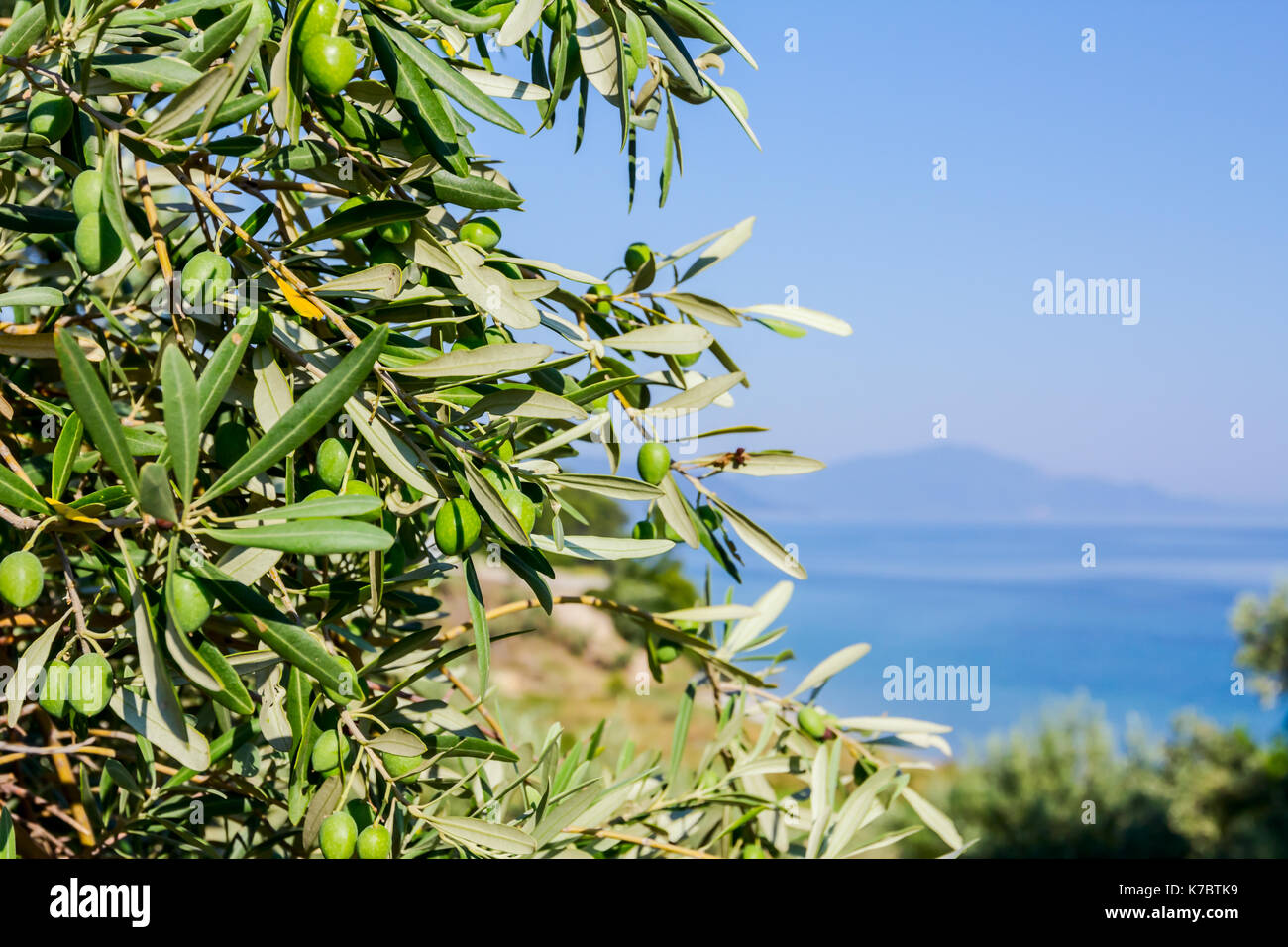 View on the canopy of green olive tree at Mediterranean sea Stock Photo ...