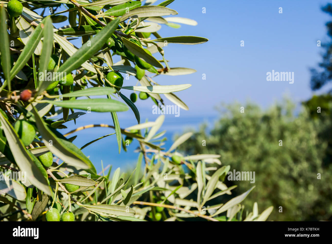 View on the canopy of green olive tree at Mediterranean sea Stock Photo ...