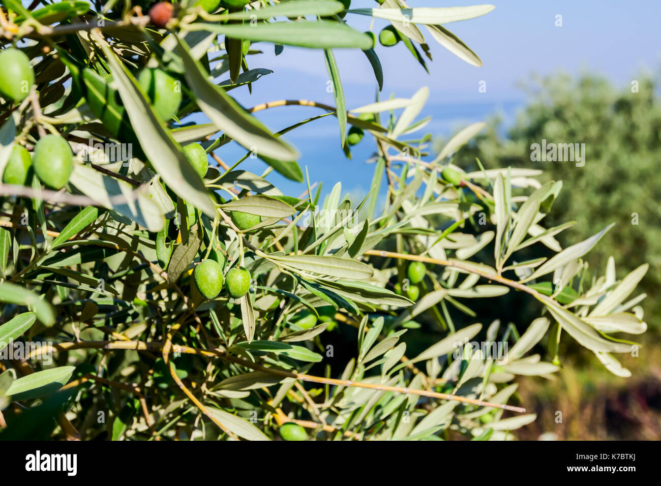 View on the canopy of green olive tree at Mediterranean sea Stock Photo ...