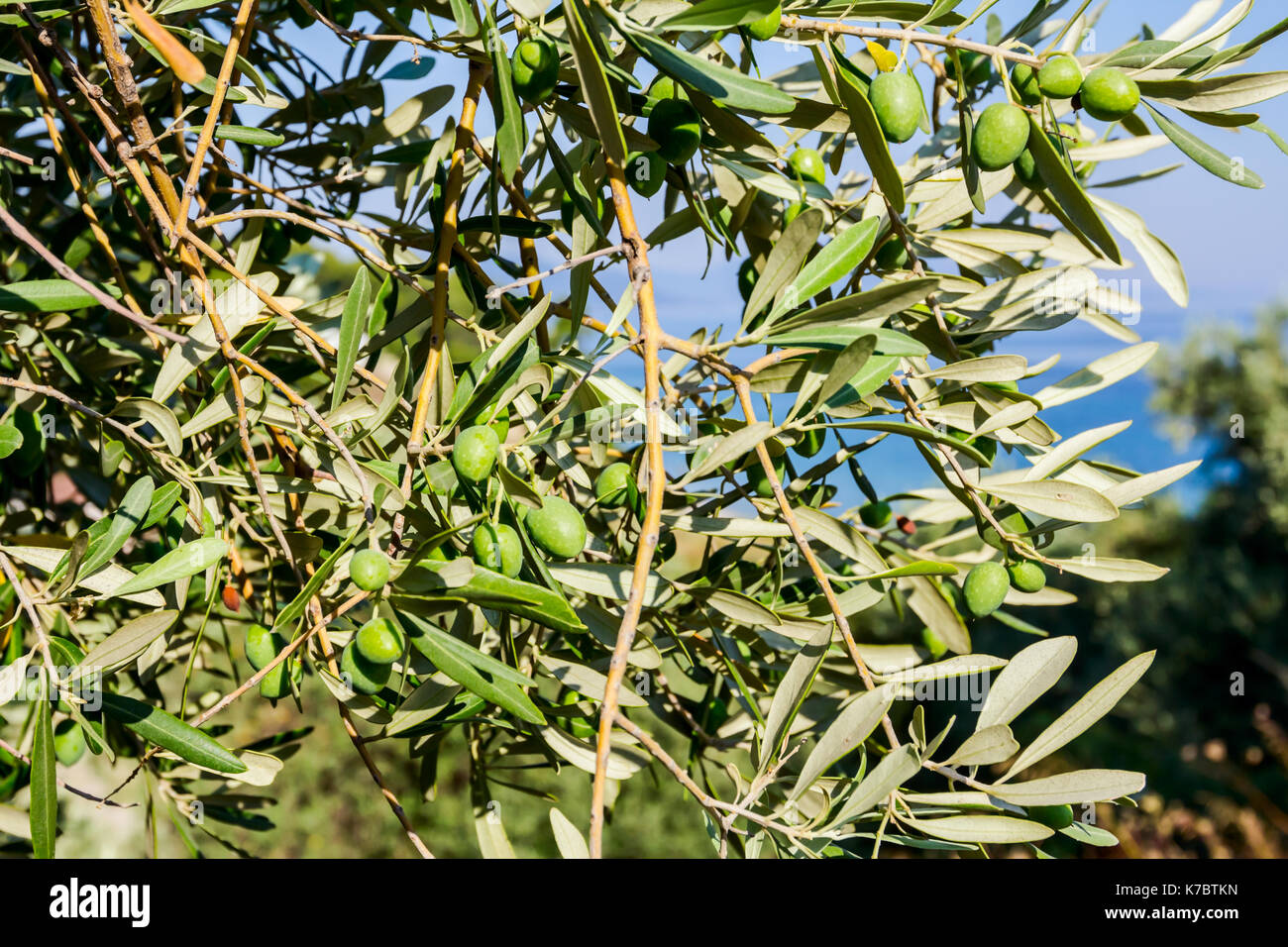 View on the canopy of green olive tree at Mediterranean sea Stock Photo ...