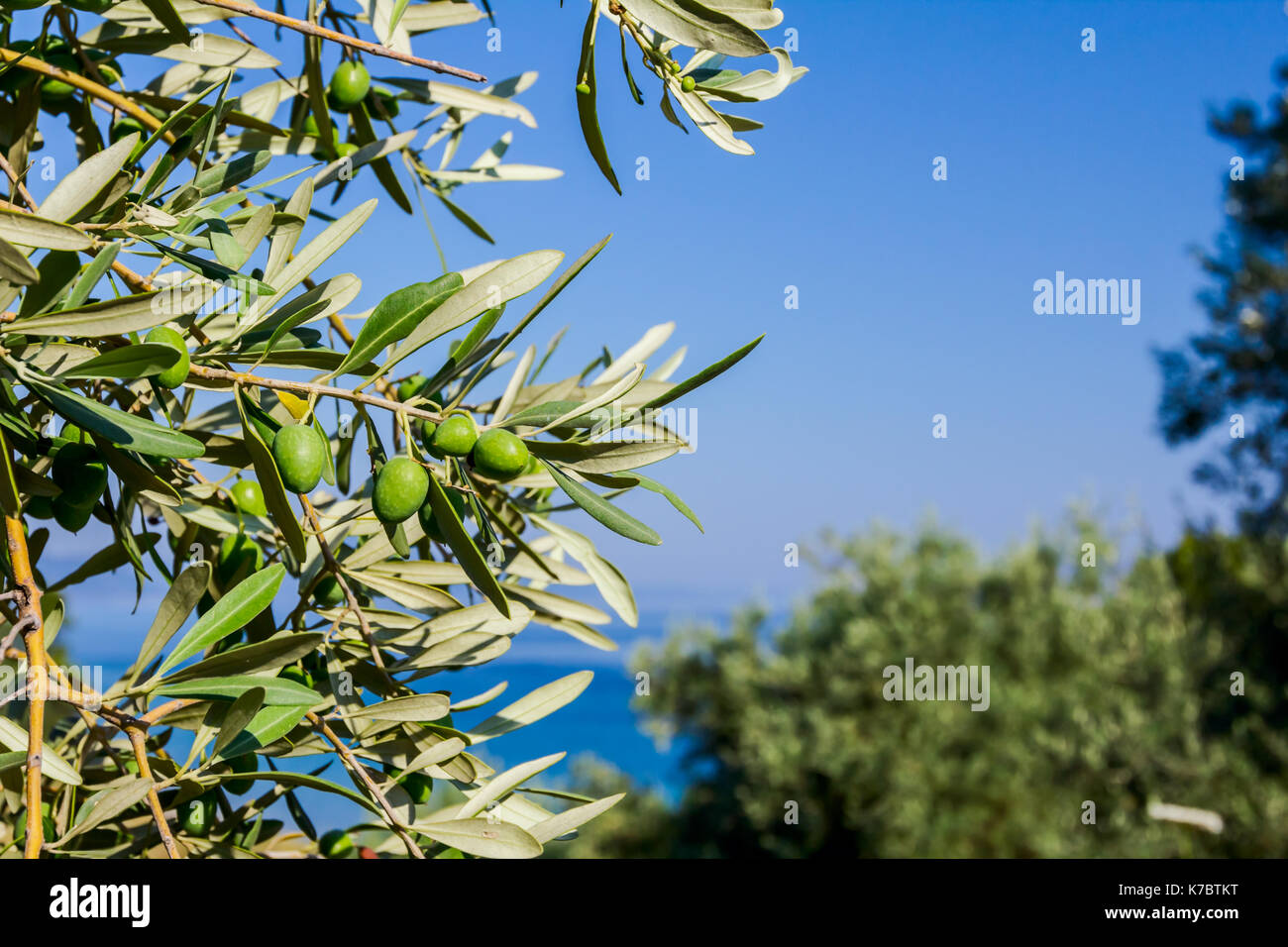 View on the canopy of green olive tree at Mediterranean sea Stock Photo ...