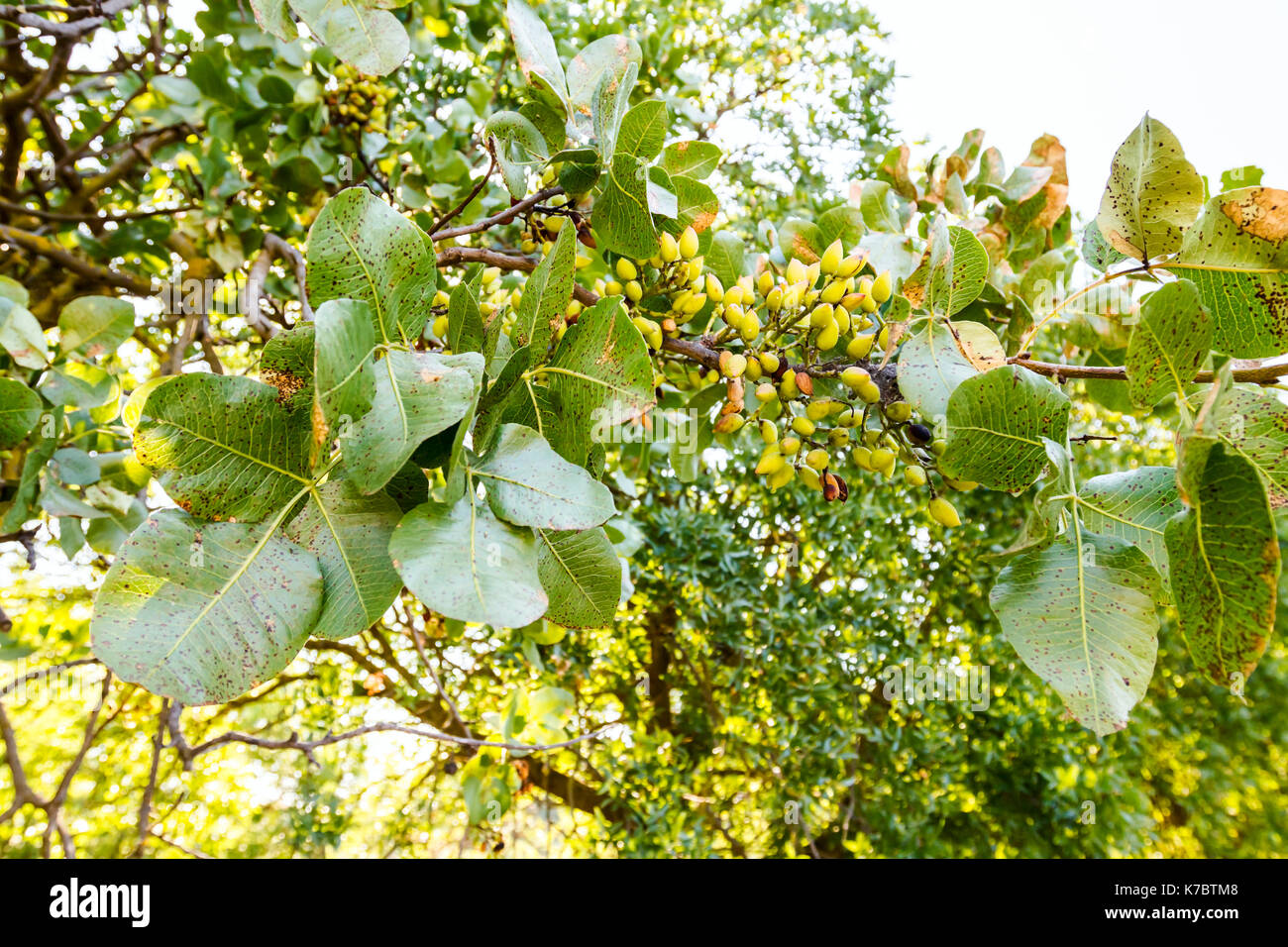 Green unripe pistachio on tree with leaves at plantation Stock Photo ...