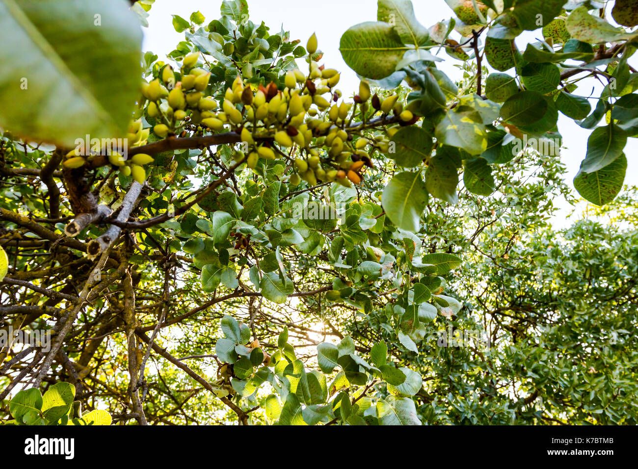 Green unripe pistachio on tree with leaves at plantation Stock Photo ...