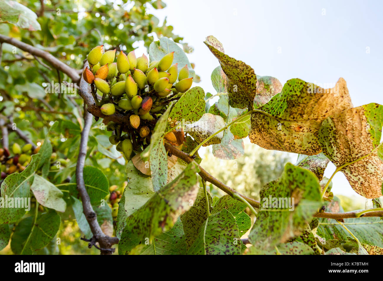 Pistachio Tree Leaves