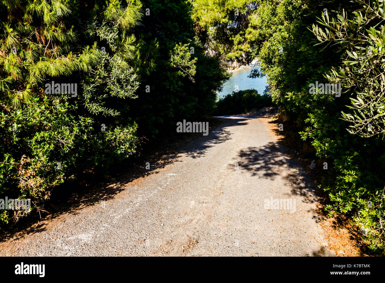 Way through silhouetted frame made of conifer canopy on seashore Stock ...