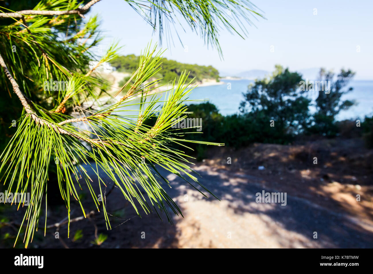 Way through silhouetted frame made of conifer canopy on seashore Stock ...