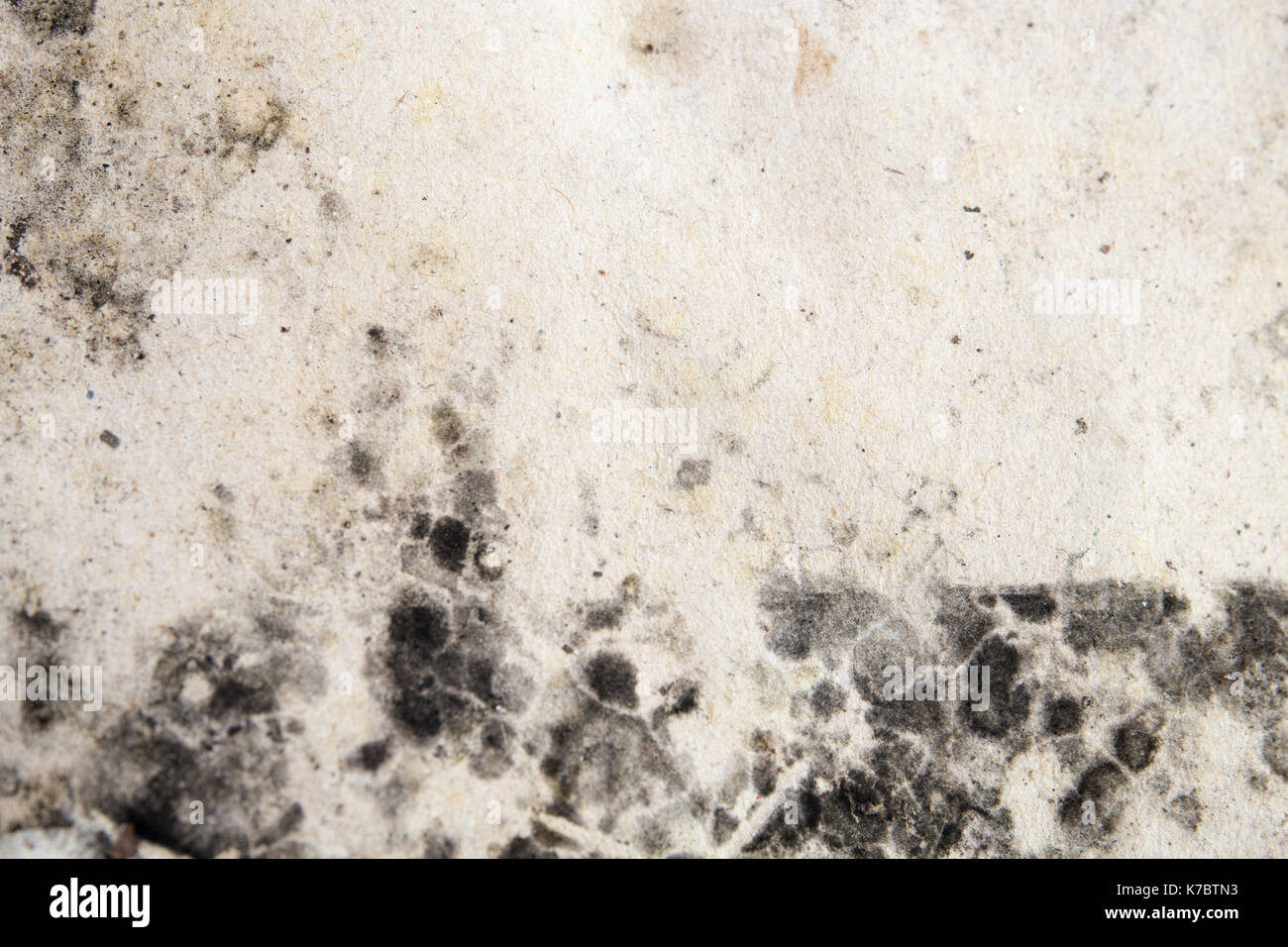 Mold on paper texture close-up background Stock Photo - Alamy