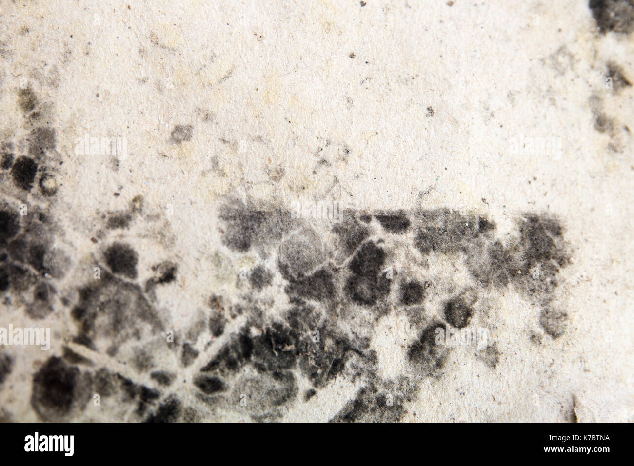 Mold on paper texture close-up background Stock Photo - Alamy