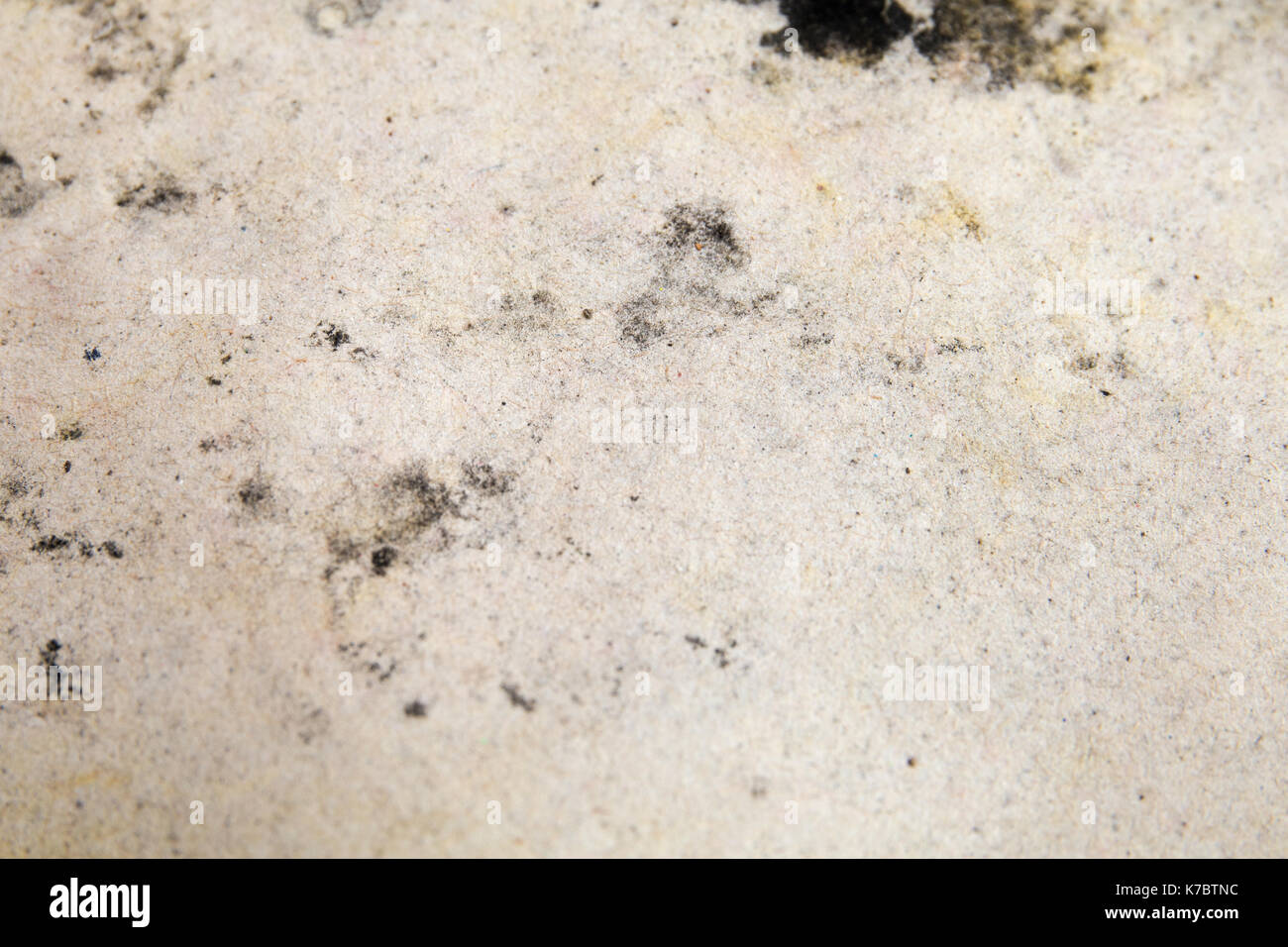 Mold on paper texture close-up background Stock Photo - Alamy
