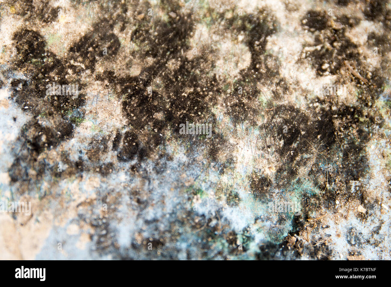 Mold texture close-up background Stock Photo - Alamy