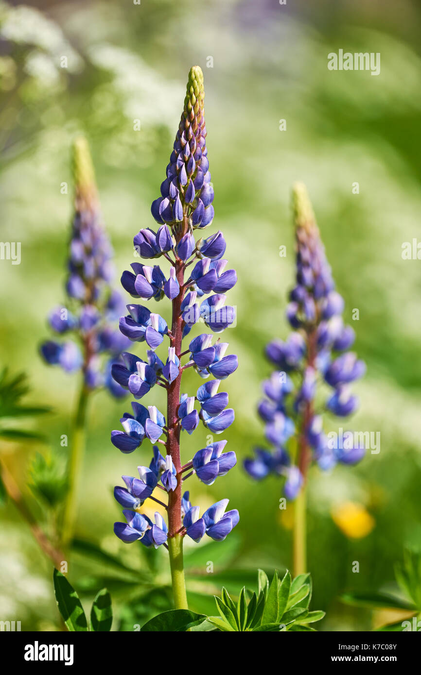 Blue lupin hi-res stock photography and images - Alamy