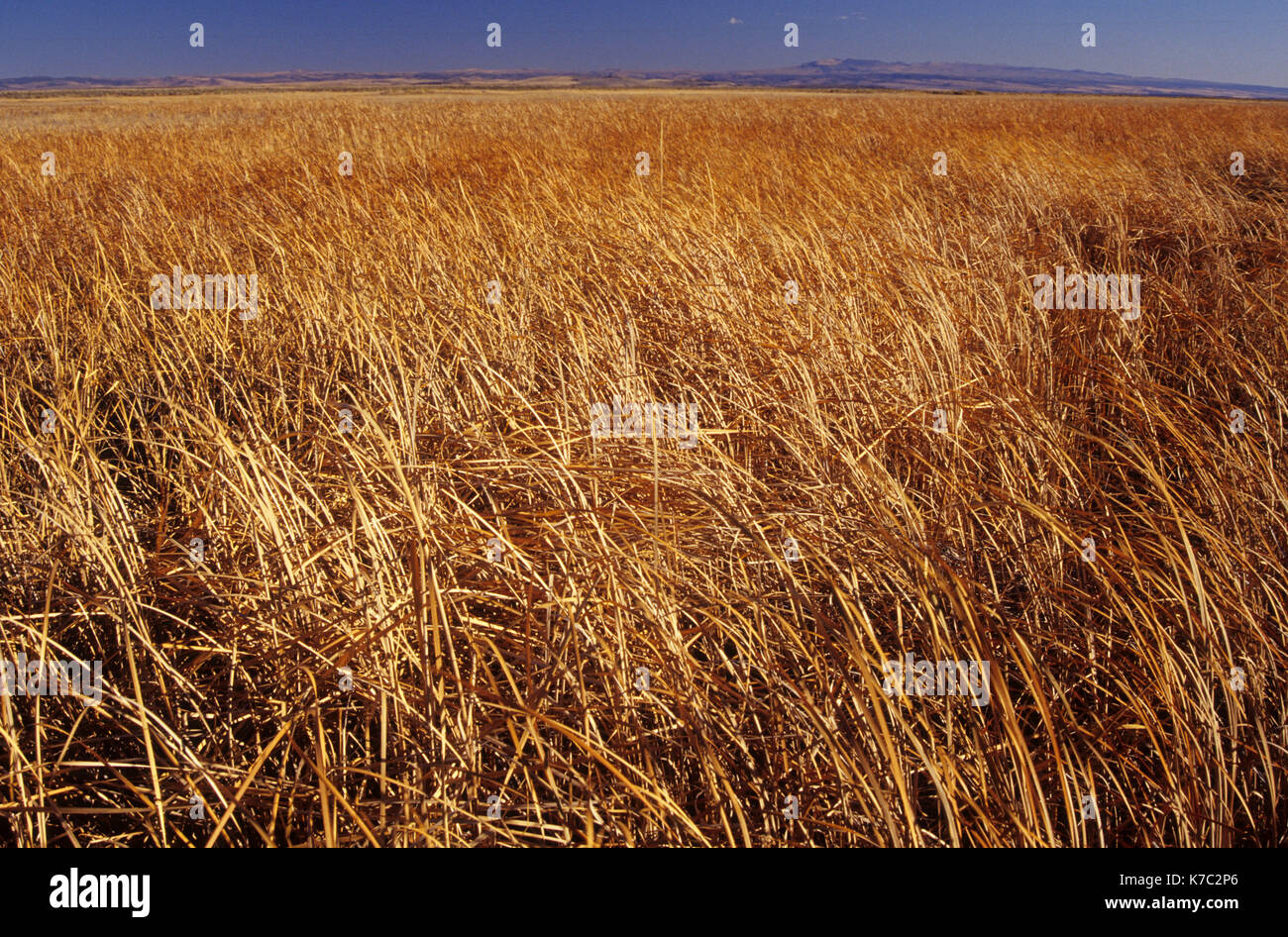 Bulrush marsh, Malheur National Wildlife Refuge, Oregon Stock Photo - Alamy
