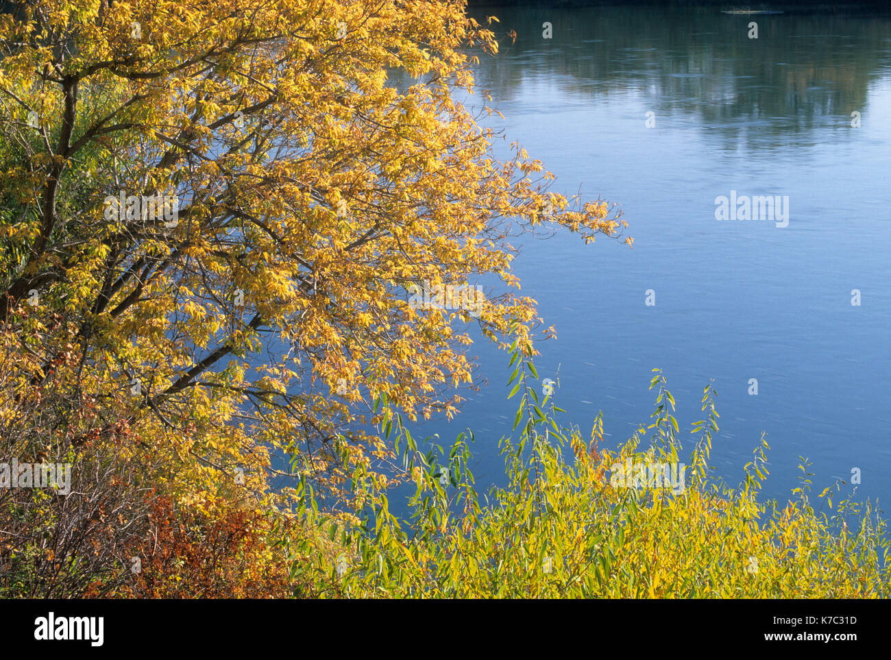 Snake River willow, Malheur County, Oregon Stock Photo - Alamy
