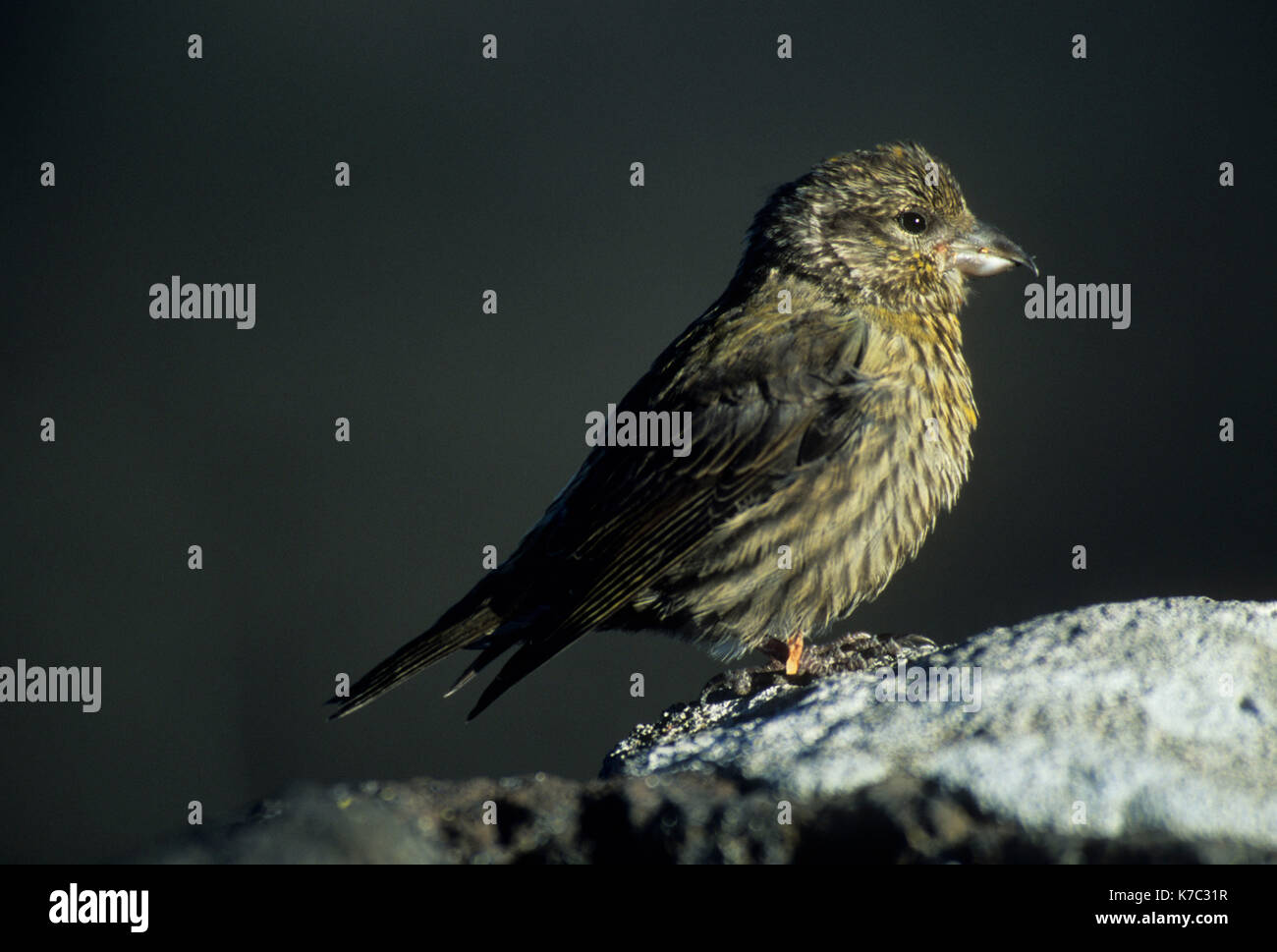 Crossbill at Dee Wright Observatory, Willamette National Forest ...