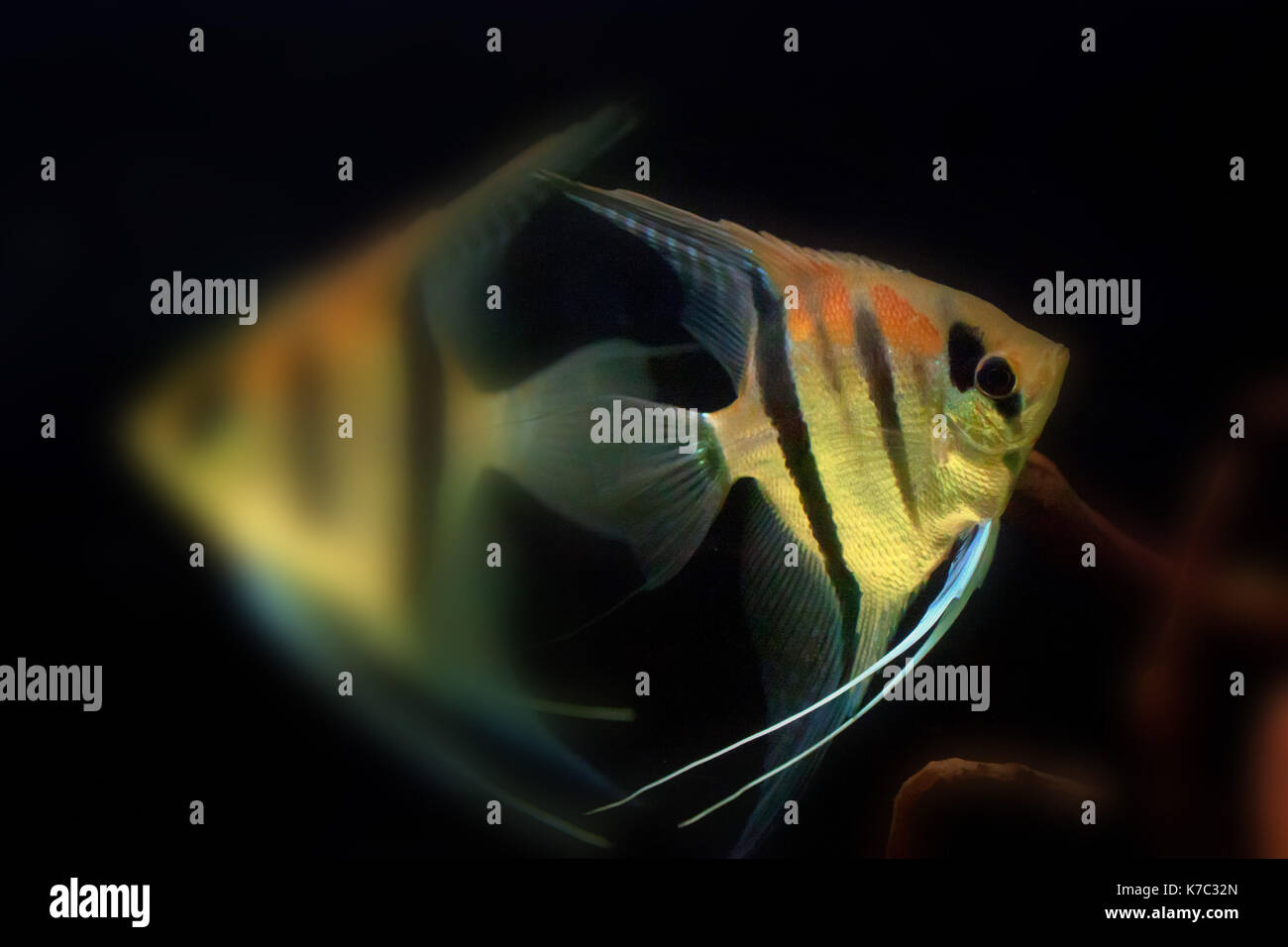 Freshwater angelfish hi-res stock photography and images - Alamy