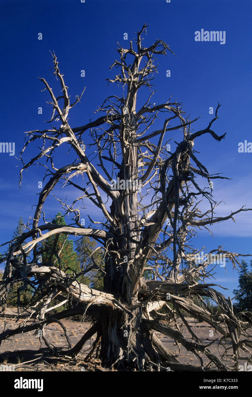 Juniper snag, Lost Forest Research Natural Area, Christmas Valley ...