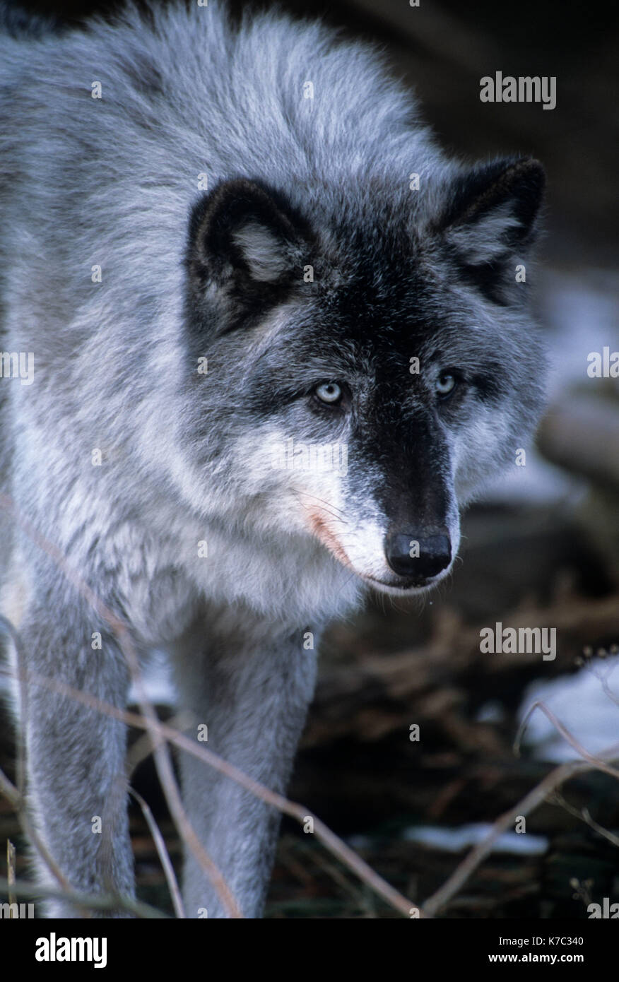 Gray wolf, Oregon Zoo, Washington Park, Portland, Oregon Stock Photo ...
