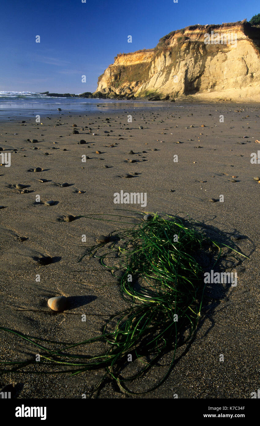 Eelgrass area hi-res stock photography and images - Alamy