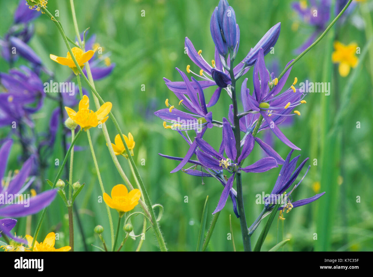 Camassia hi-res stock photography and images - Alamy