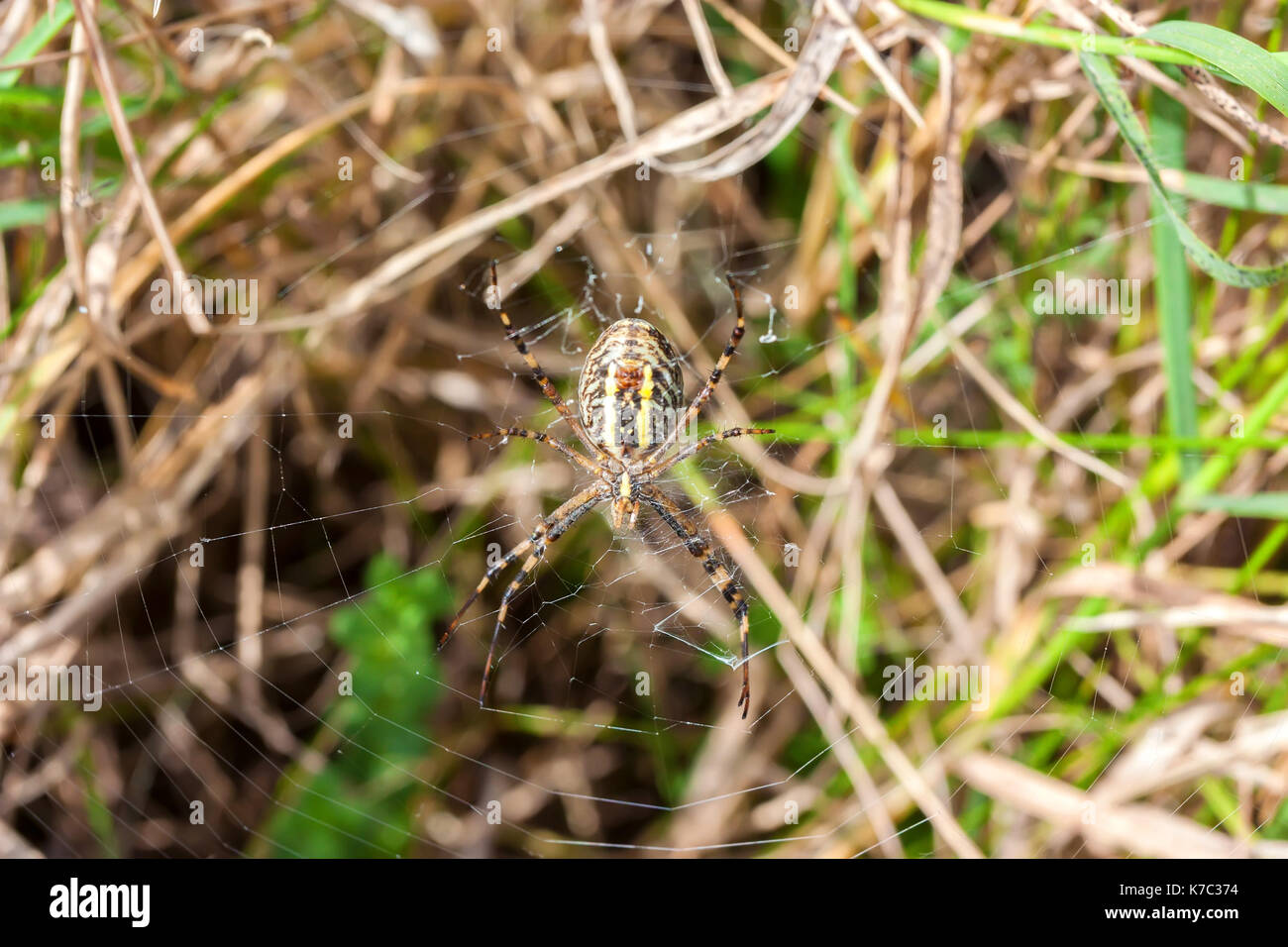 Wasp spider and its web Stock Photo - Alamy