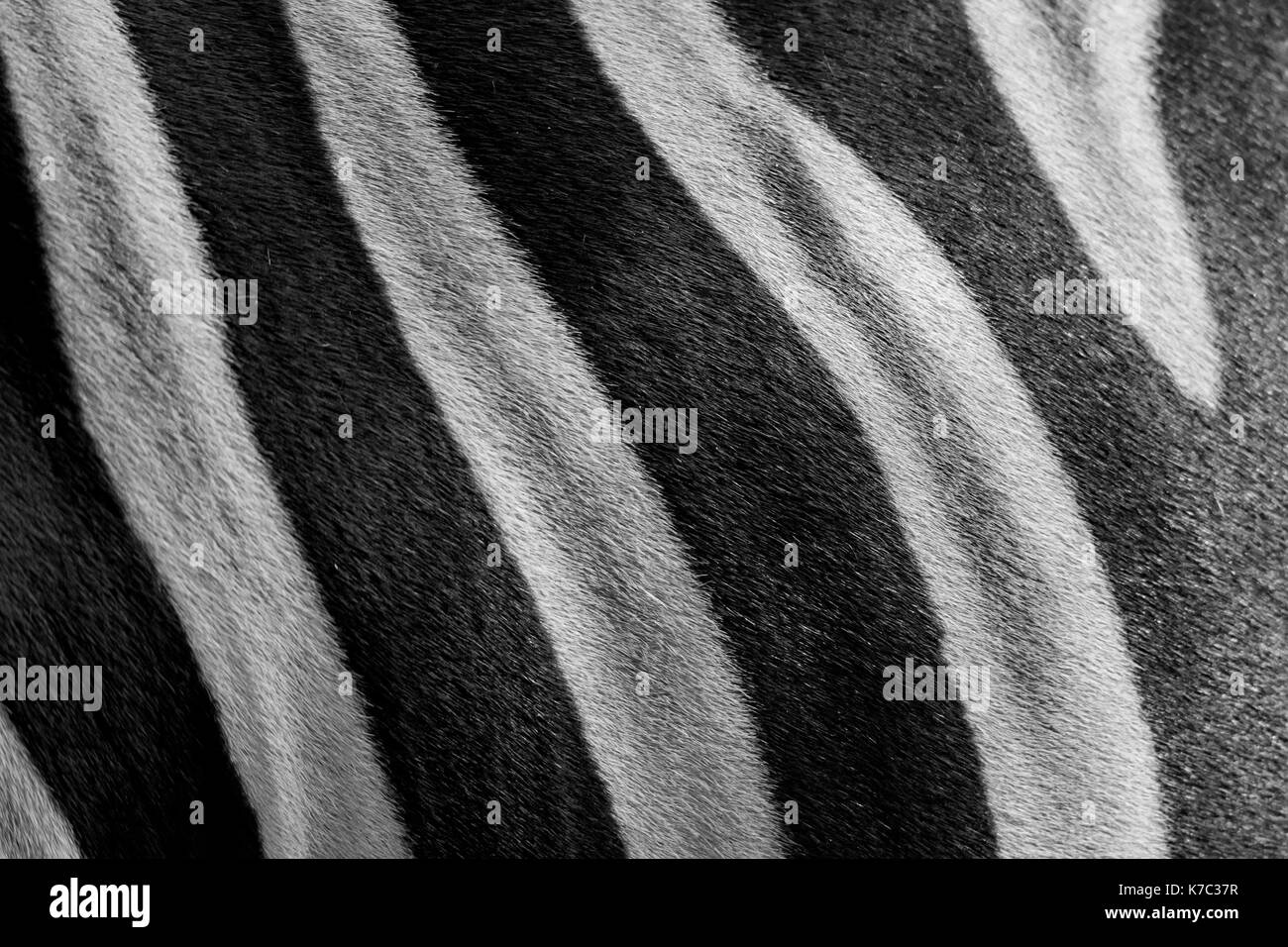 Black skin close up Black and White Stock Photos & Images - Alamy