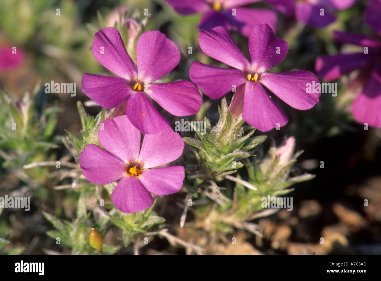 Juniper flower hi-res stock photography and images - Alamy