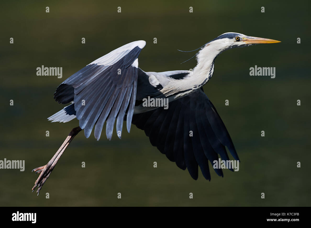 Heron flies green background hi-res stock photography and images - Alamy
