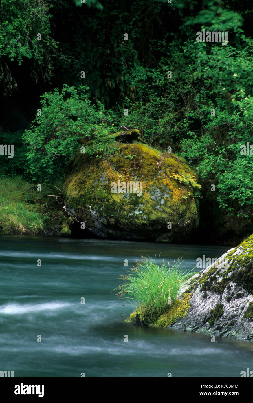 North Santiam River, North Santiam State Park, Oregon Stock Photo - Alamy