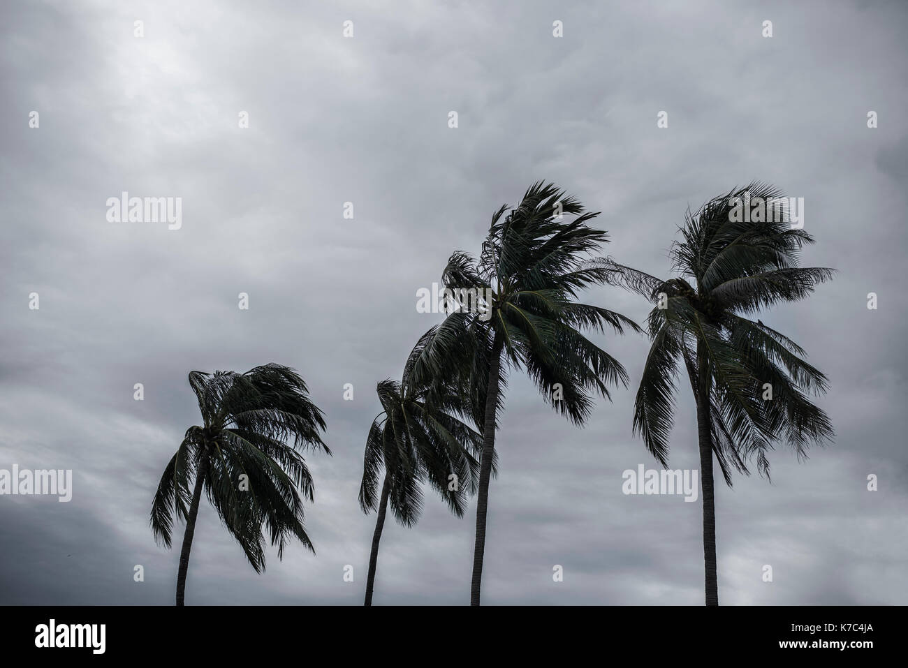 Hurricane sea palms hi-res stock photography and images - Alamy