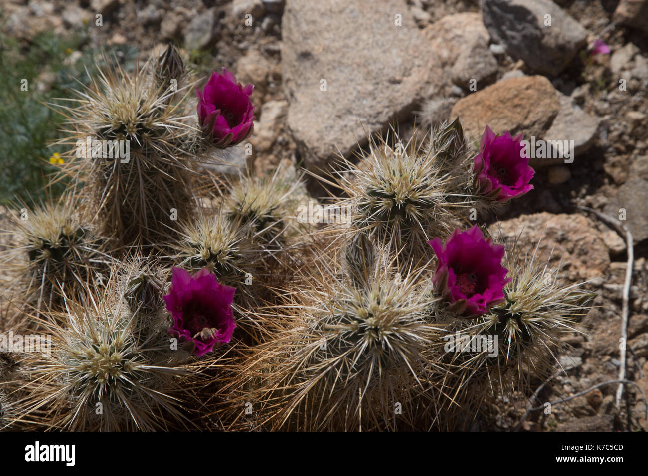 Beaver tail desert hi-res stock photography and images - Alamy