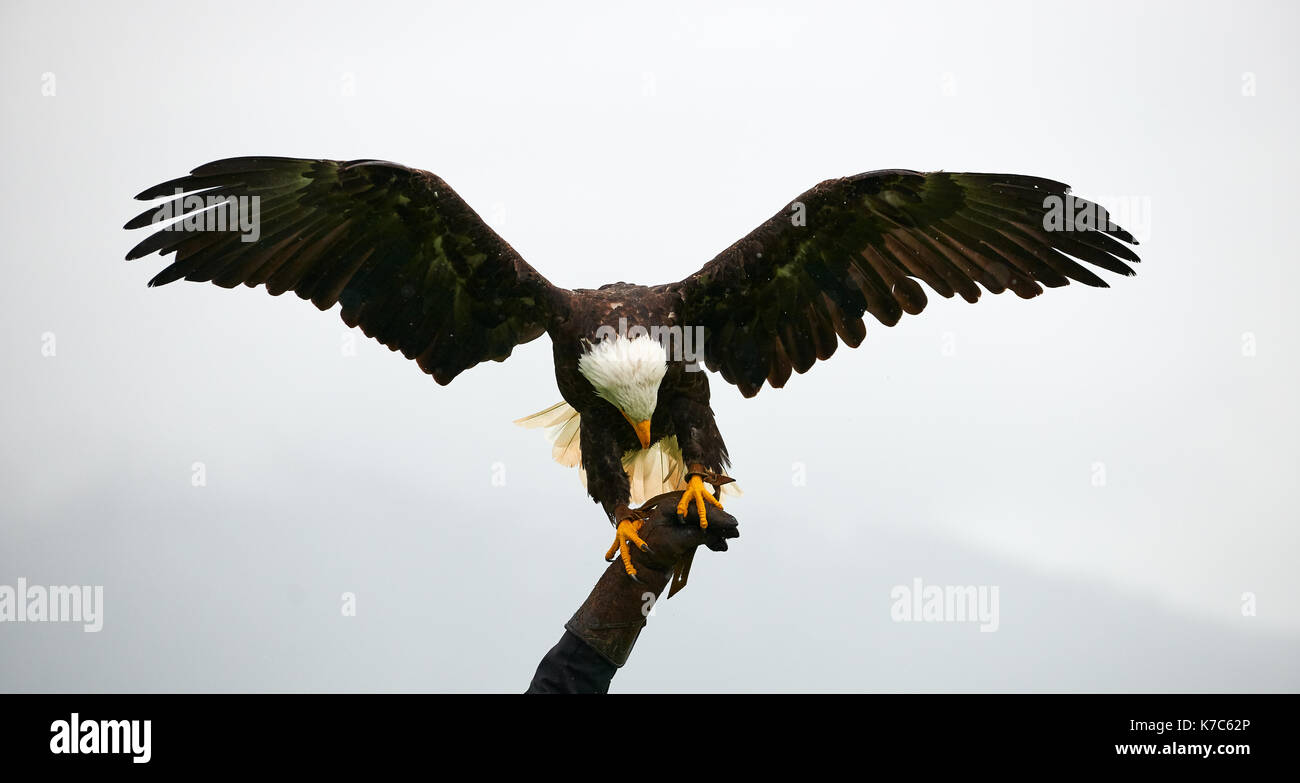 Eagle with outstretched wings hi-res stock photography and images - Alamy