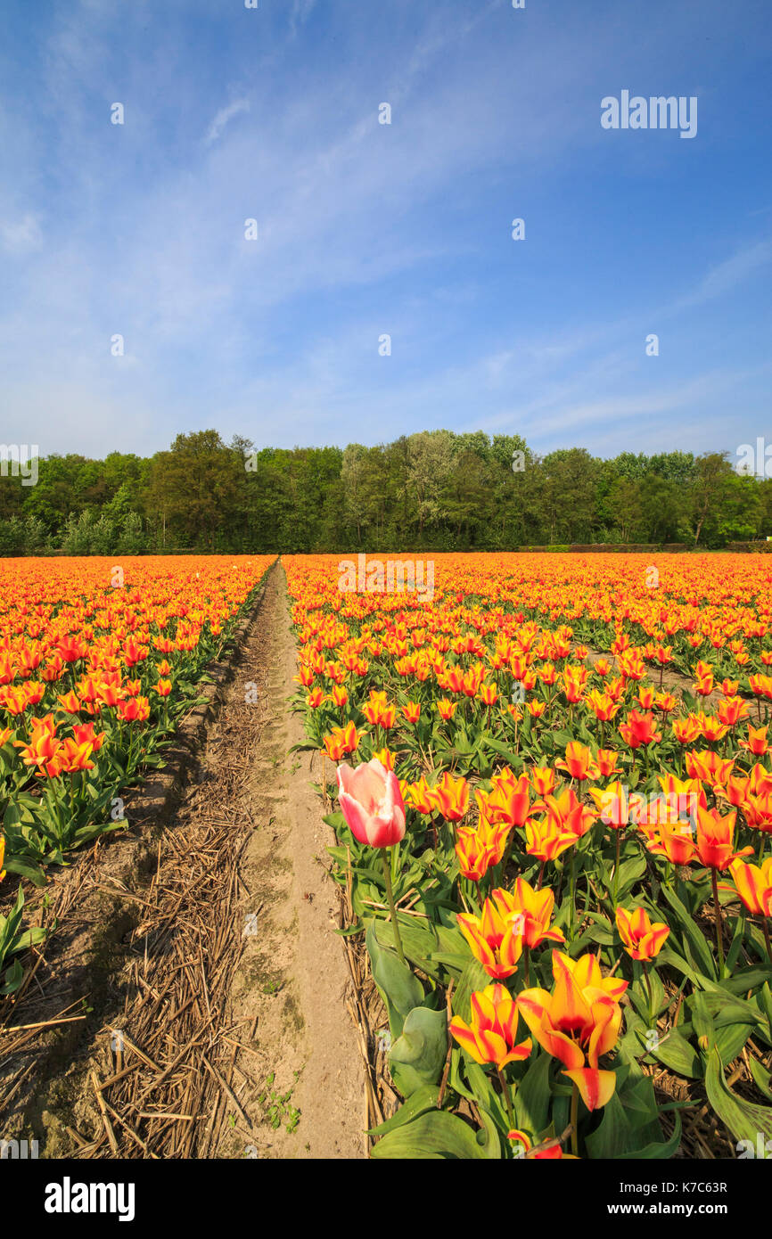 Lisse flower fields hi-res stock photography and images - Alamy