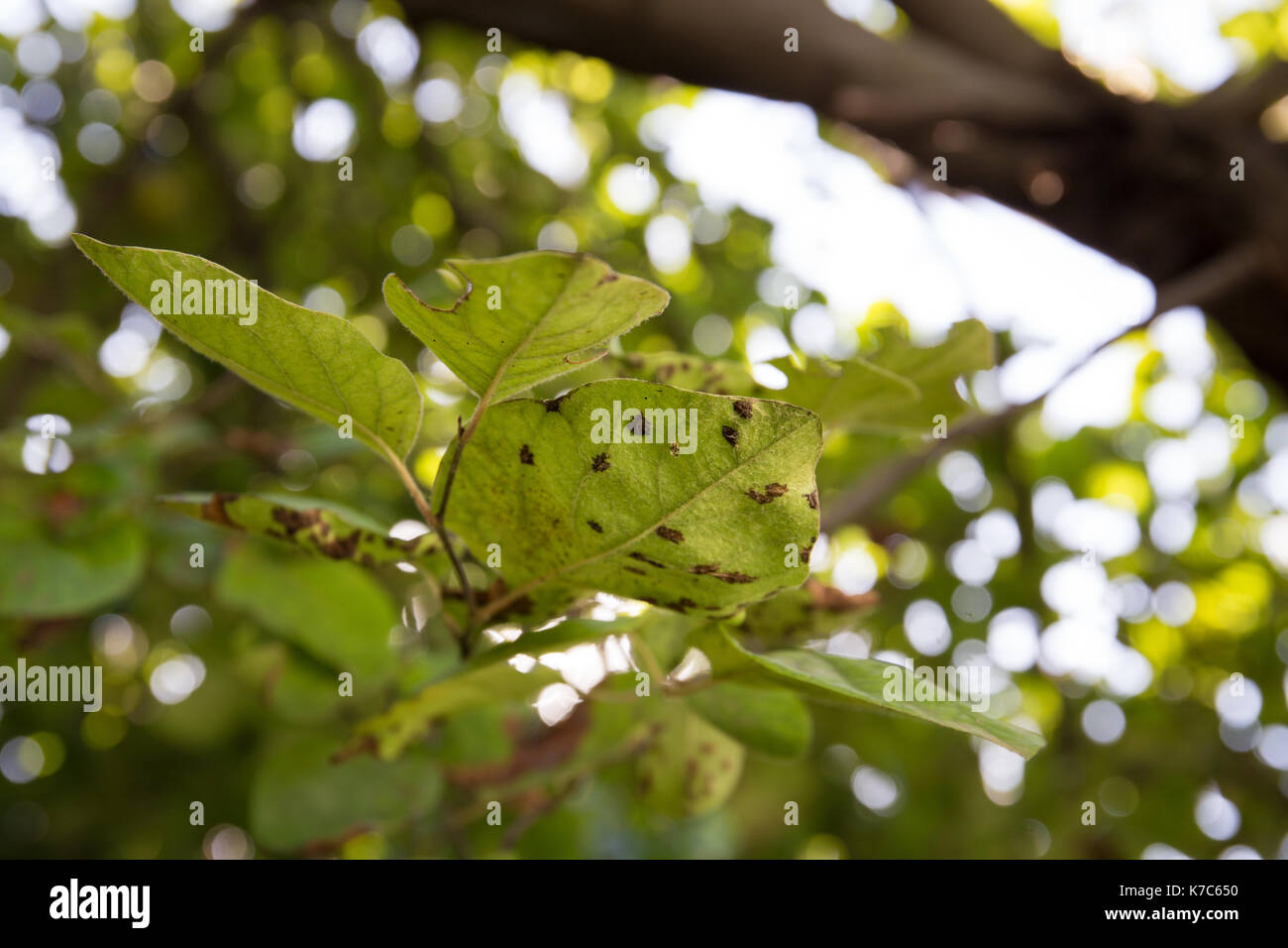 Quince leaf blight close-up. Cydonia oblonga affected by diplocarpon ...