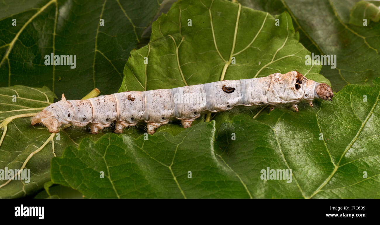 beautiful silkworm on mulberry leaves Stock Photo - Alamy